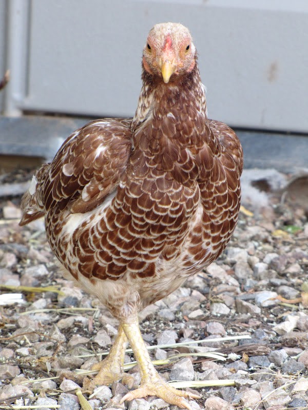 Meet Starburst The Cornish Banty | BackYard Chickens - Learn How to ...